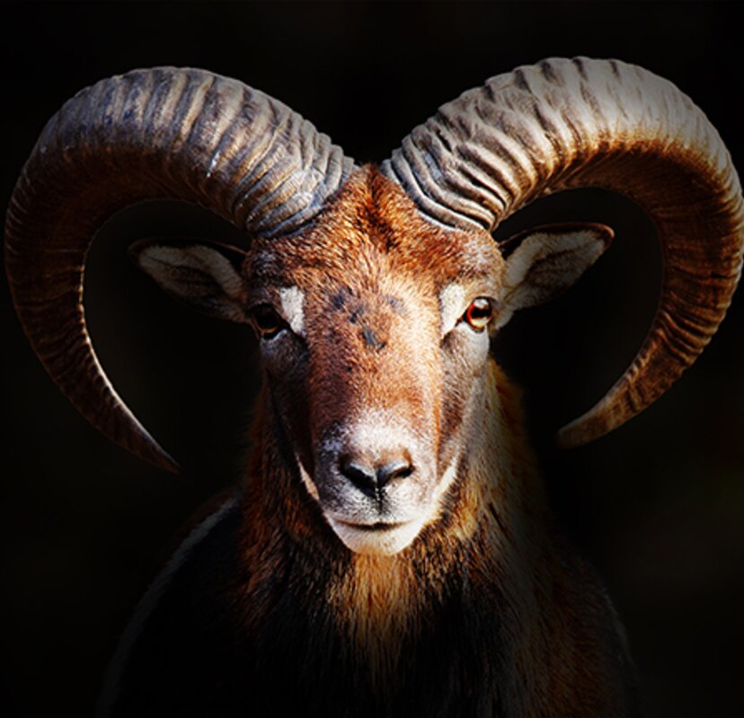 Colored Canopy Tents | UV-Resistant | Mastertent®